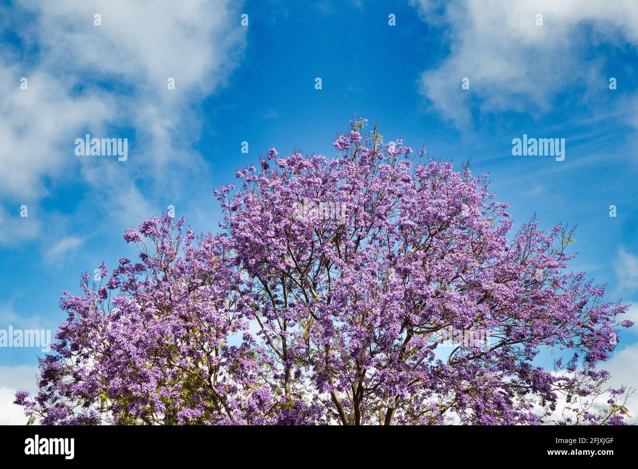 Jacaranda trees in bloom in Upcountry Kula on Maui Stock Photo - Alamy