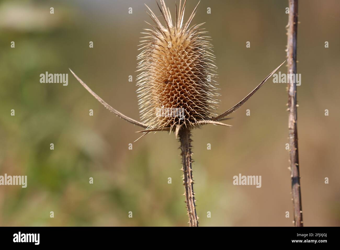 Dried thistle flower plant hi-res stock photography and images - Alamy