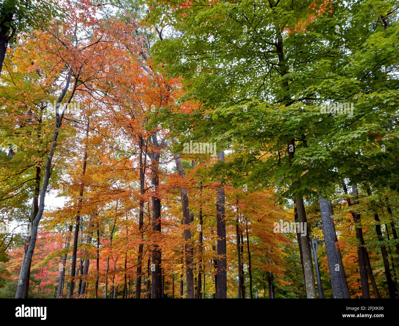 Coopers Rock State Forest in West Virginia in the Fall with the foliage ...