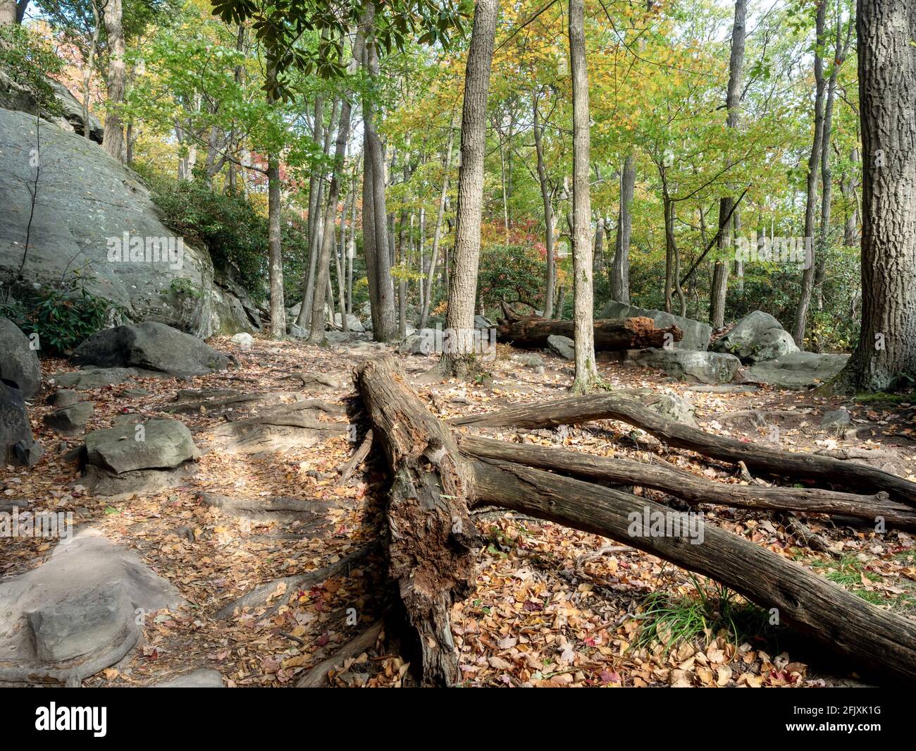 Coopers Rock State Forest in West Virginia in the Fall with the foliage ...