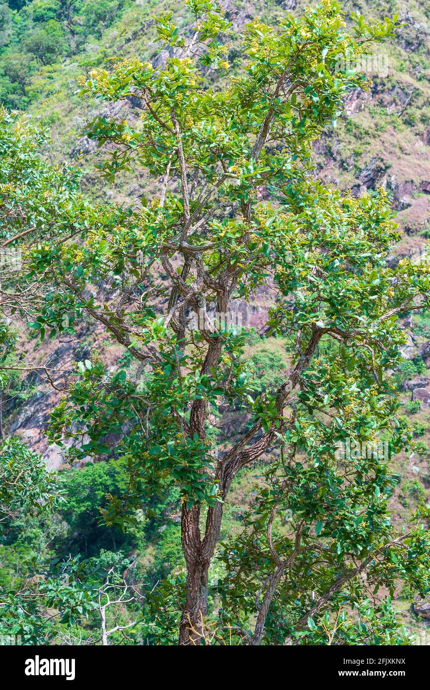 Landscape of a tree and vegetation of the brazilian Cerrado Mineiro of ...