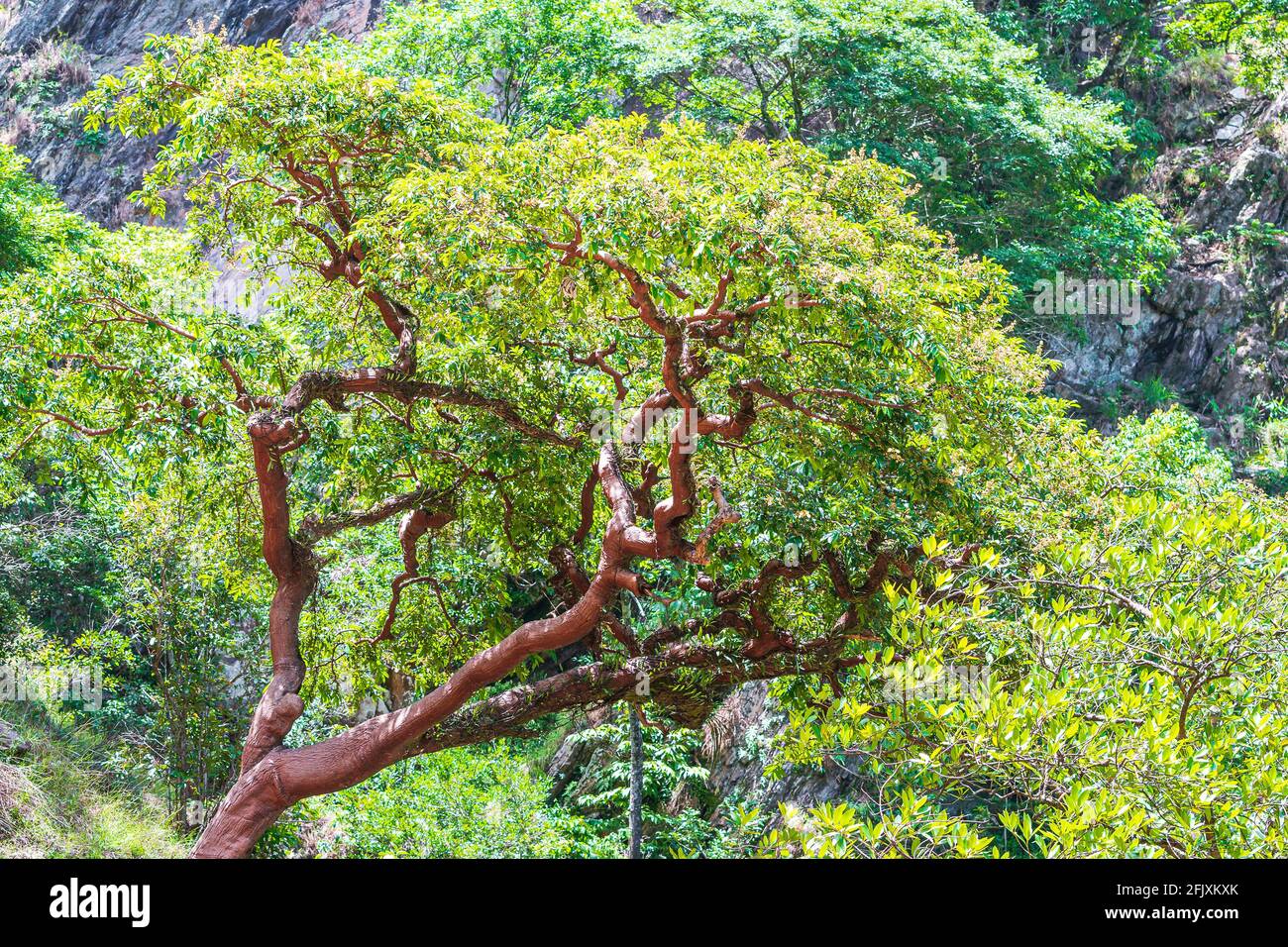 Landscape of a tree and vegetation of the brazilian Cerrado Mineiro of ...