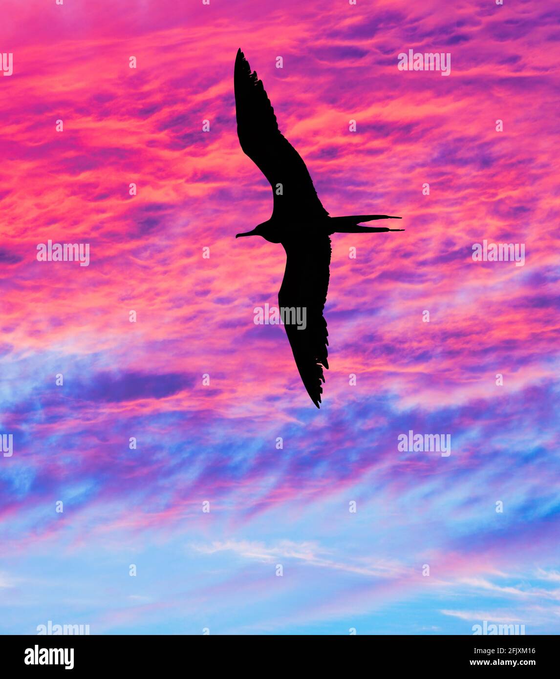 A Single Bird Is Flying With Wings Spread Silhouetted Against A Vivid ...