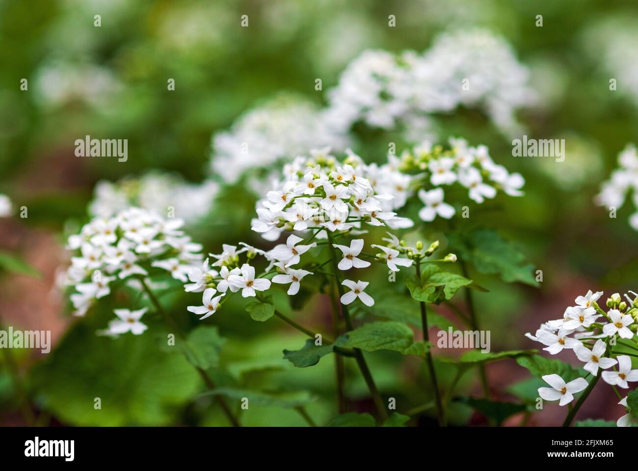 Alliaria officinalis garlic mustard hi-res stock photography and images ...