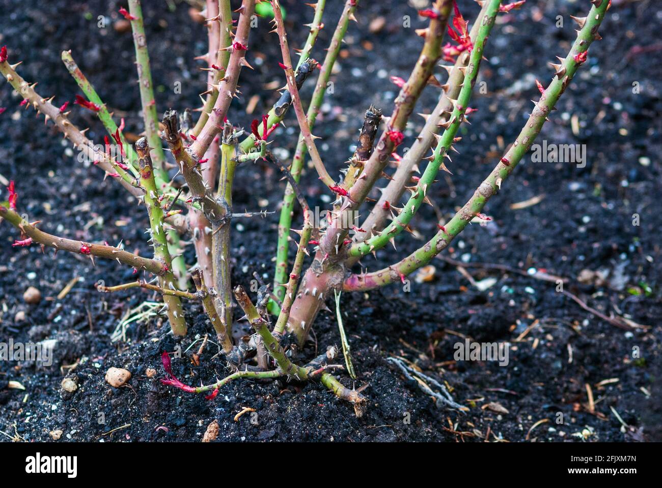 Shrub roses pruning hi-res stock photography and images - Alamy