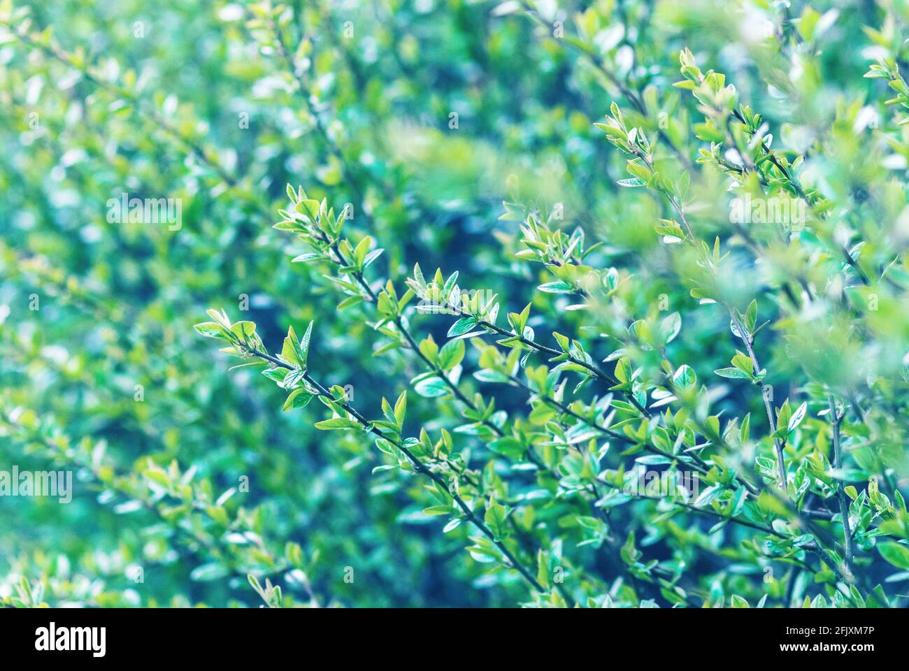 Green fresh leaves on hedge bush branches as botanical background Stock ...