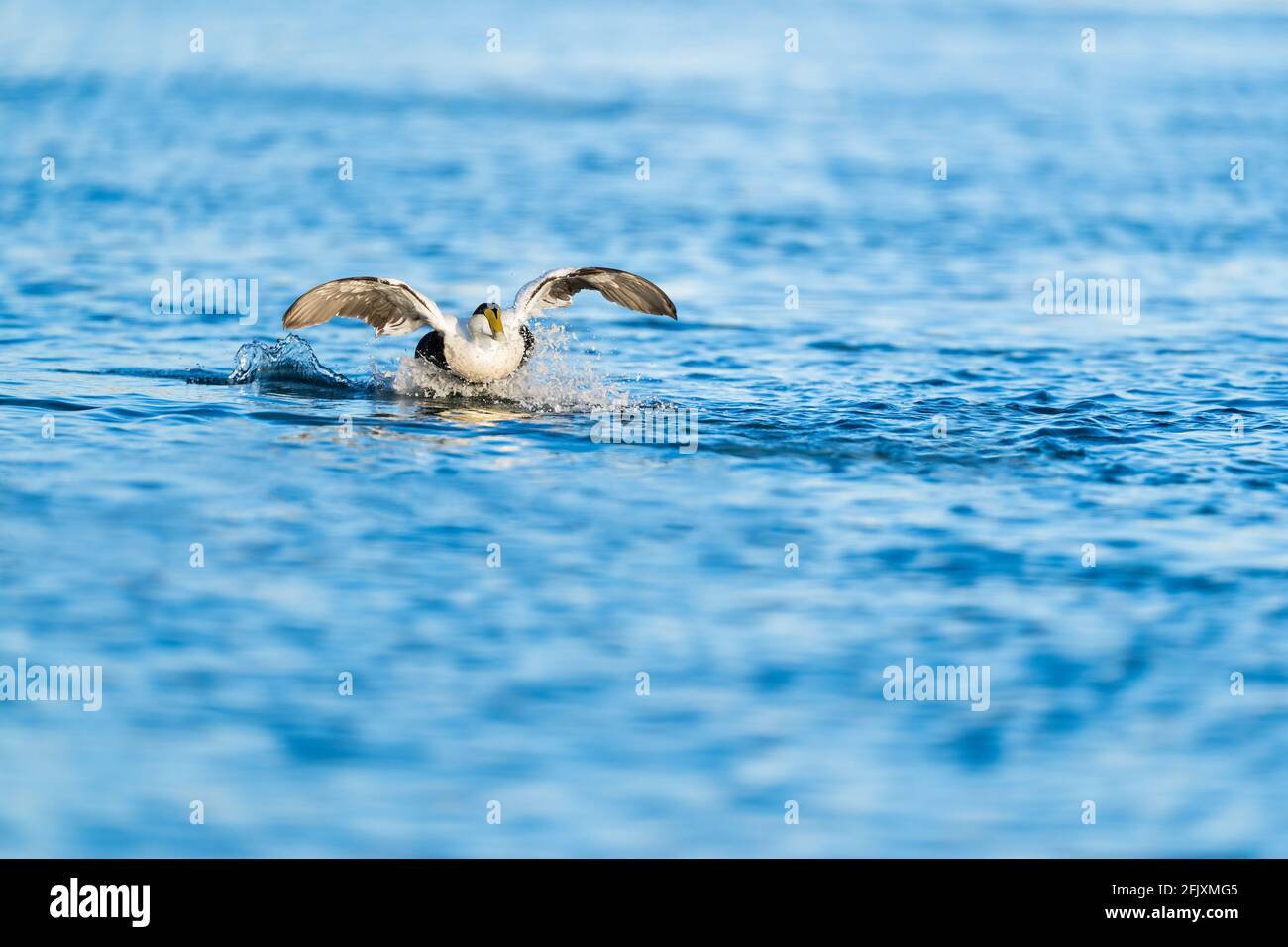 Adult male Common Eider landing on the water New England region, East ...