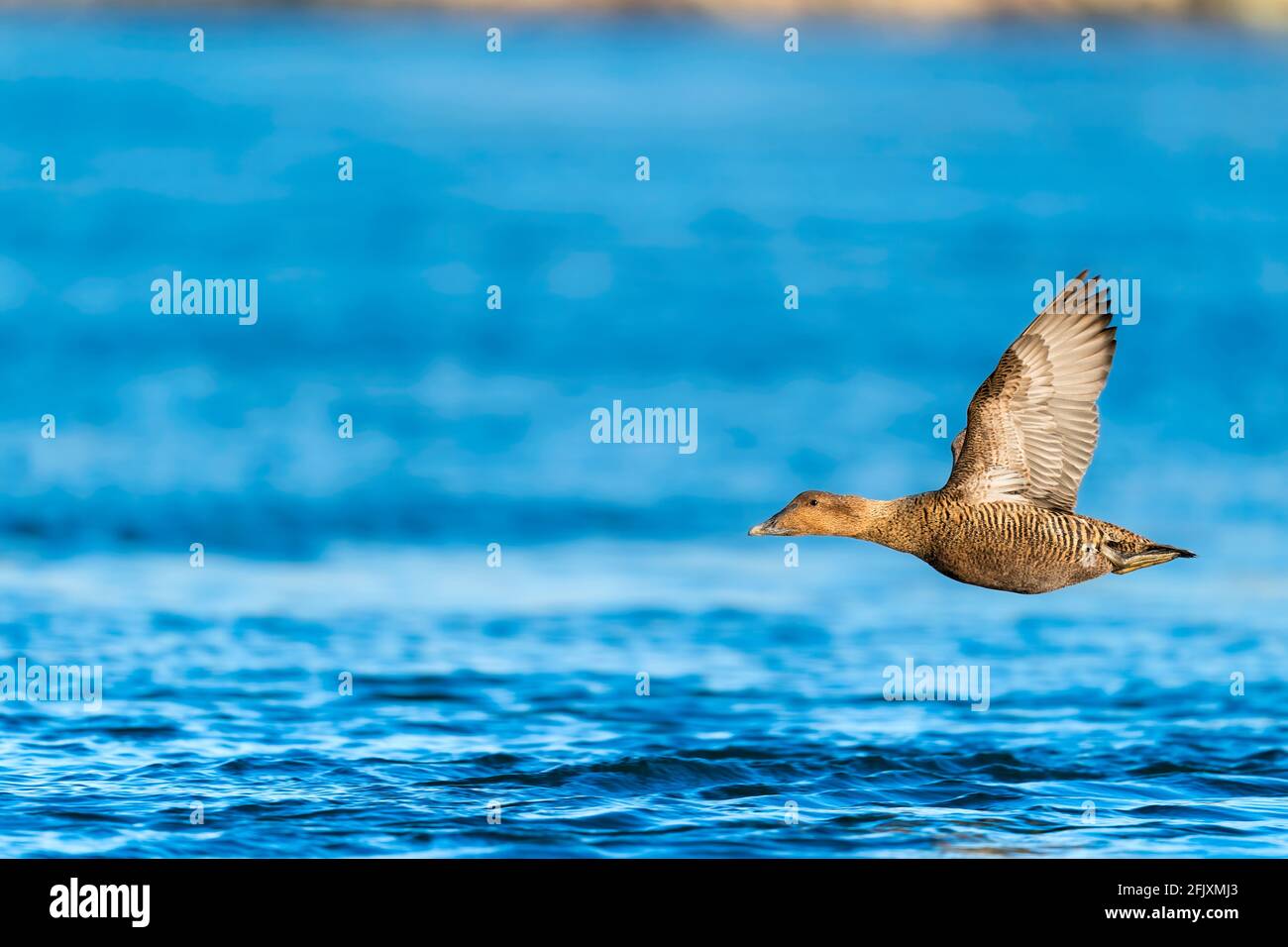 Adult female Common Eider flying by East Coast, USA Please contact ...