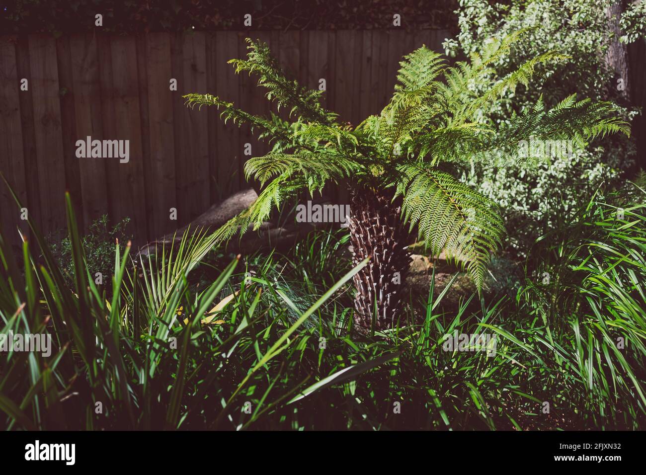 fern tree outdoor in sunny backyard surrounded by grasses and tropical ...