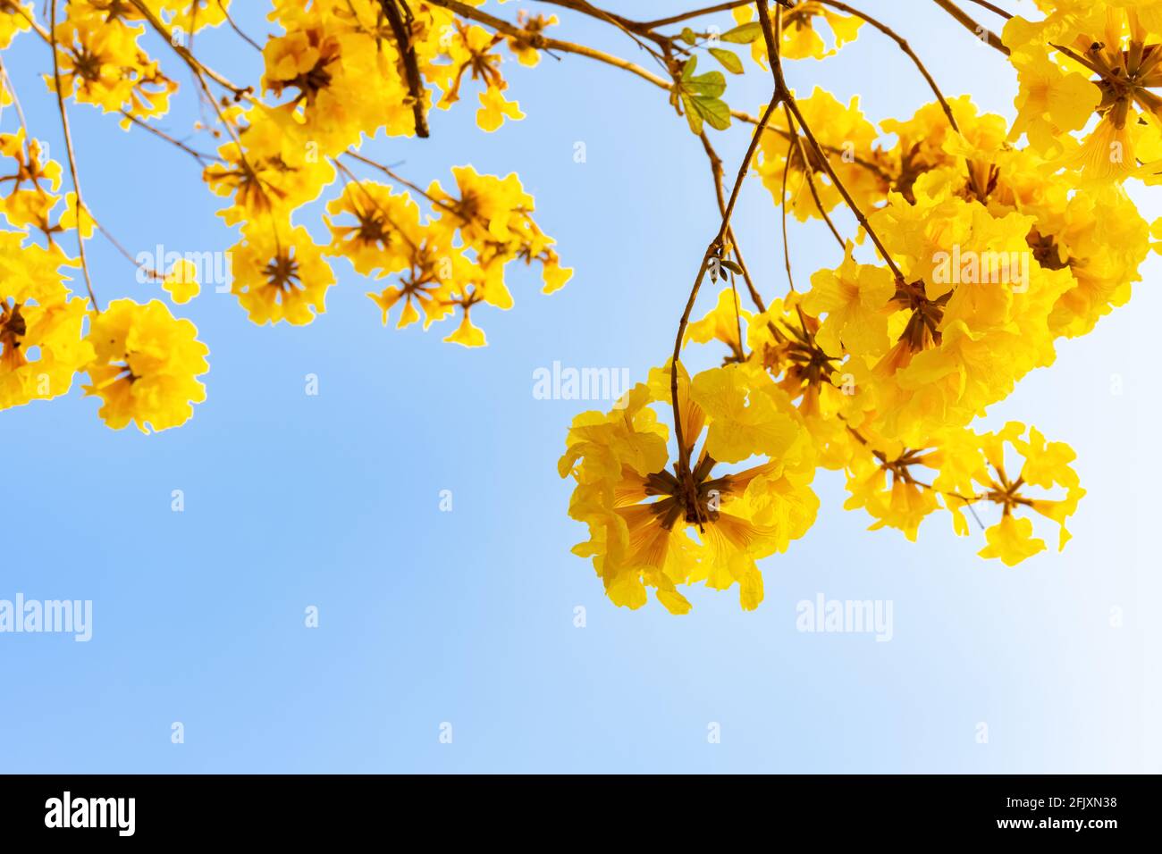 Golden bell tree hi-res stock photography and images - Alamy