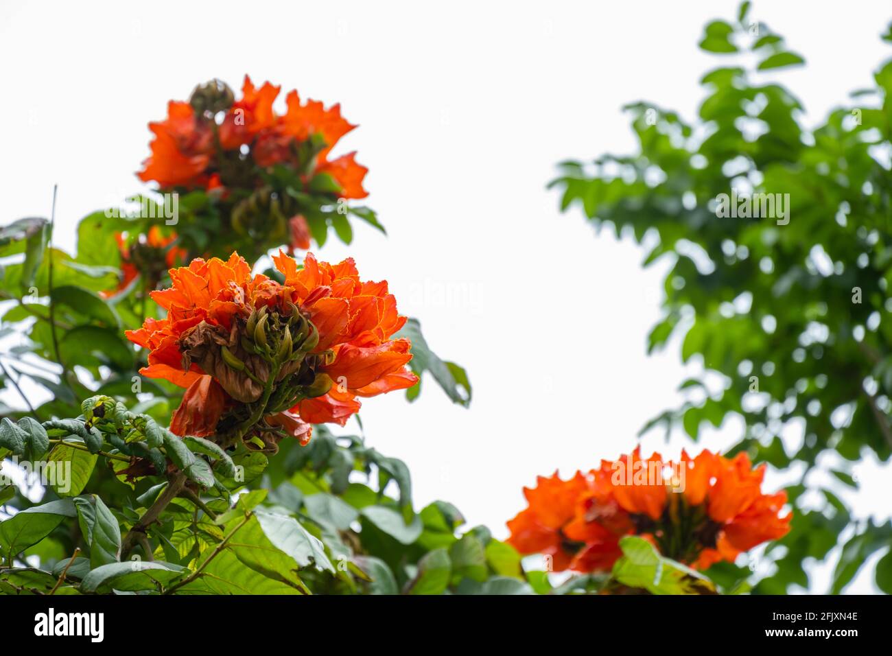 beautiful blooming African tulip tree or Spathodea campanulata ...
