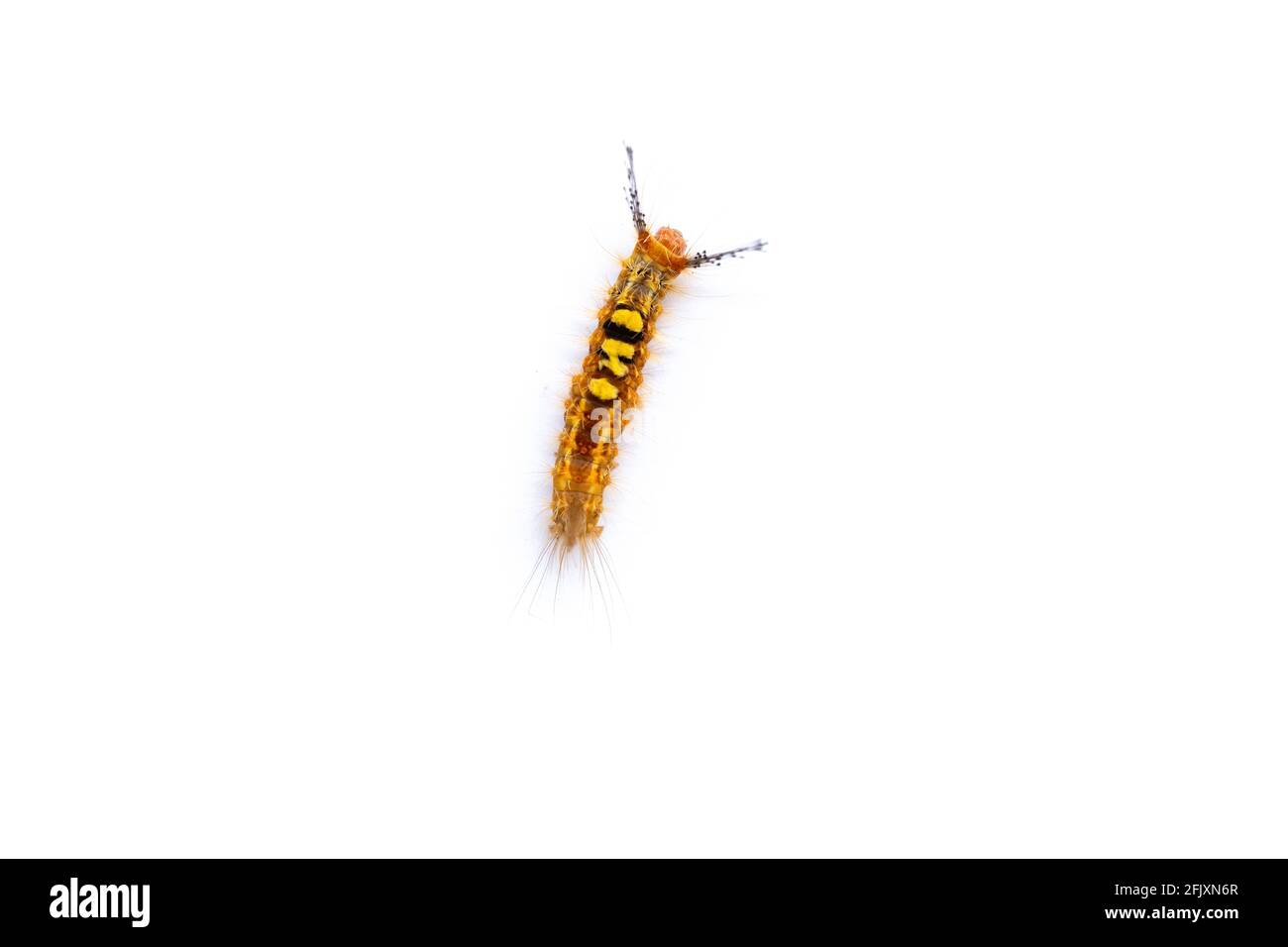 caterpillar on a white background Stock Photo - Alamy