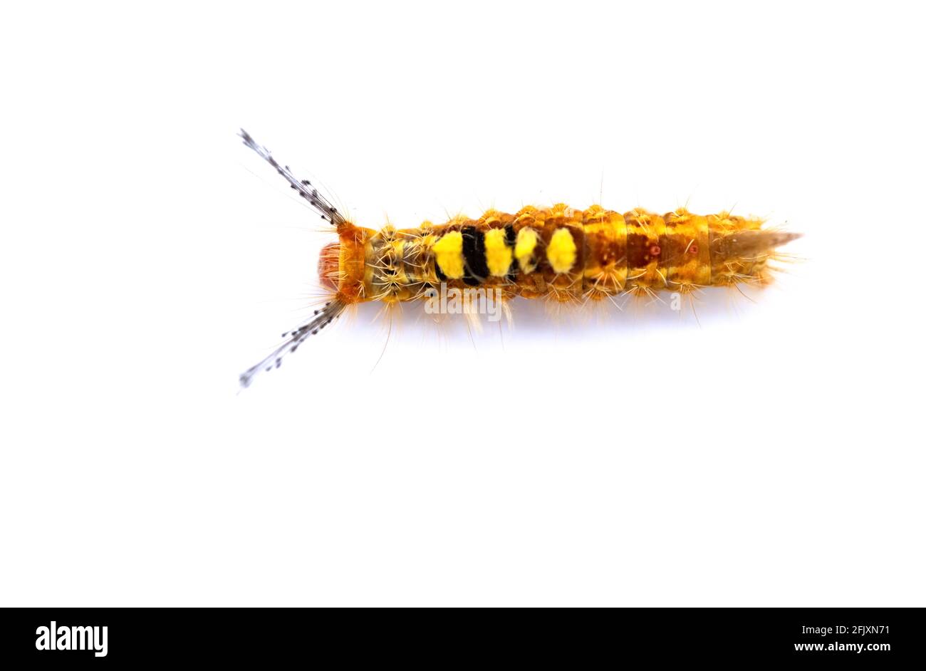 caterpillar on a white background Stock Photo - Alamy
