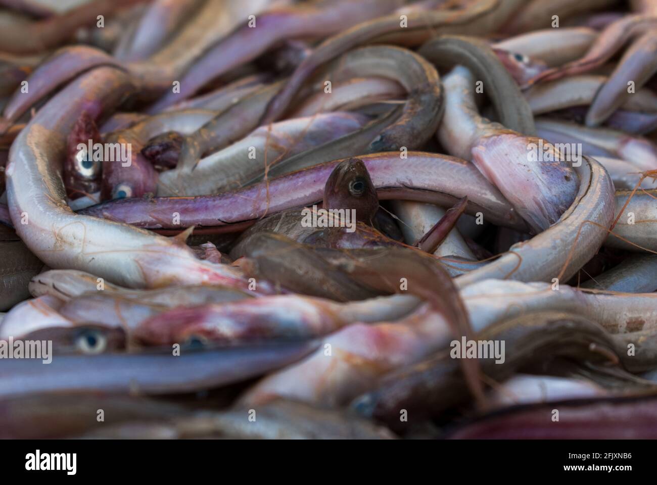 Close up shot of wanieso lizard fish for sale in the fish market Stock ...