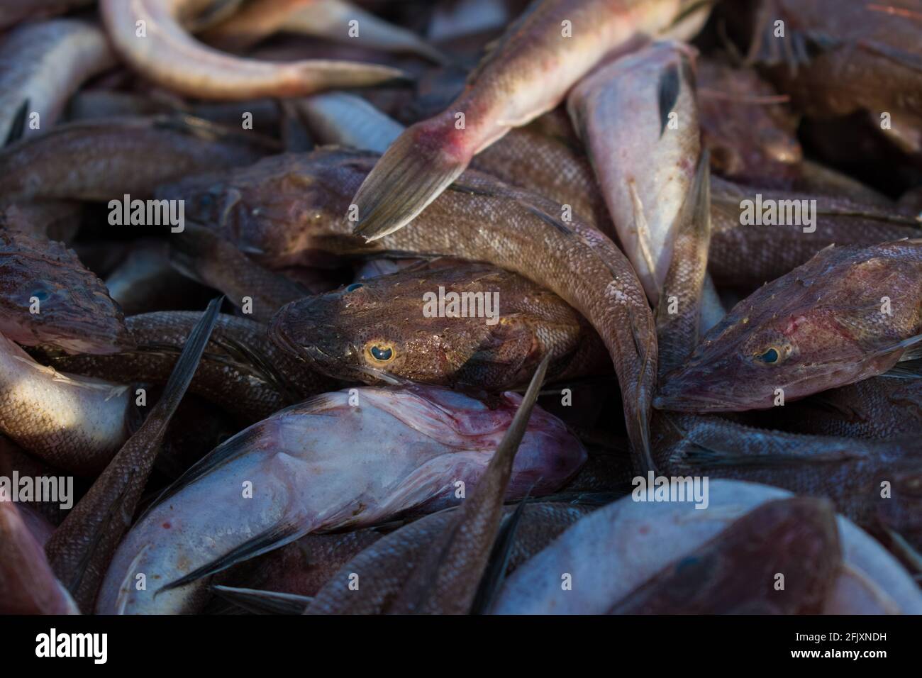 Greater lizardfish hi-res stock photography and images - Alamy