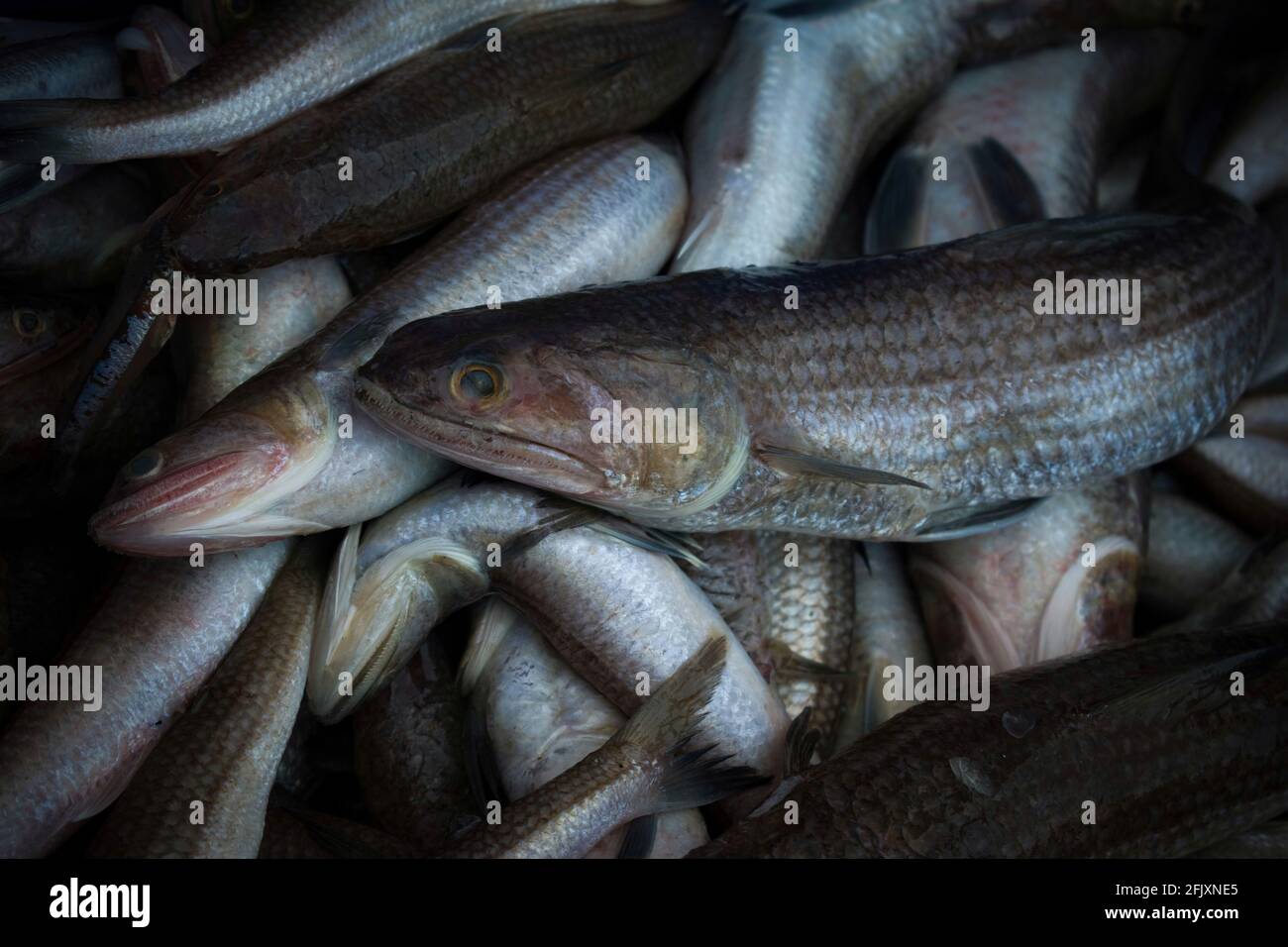 Toad fish hi-res stock photography and images - Alamy