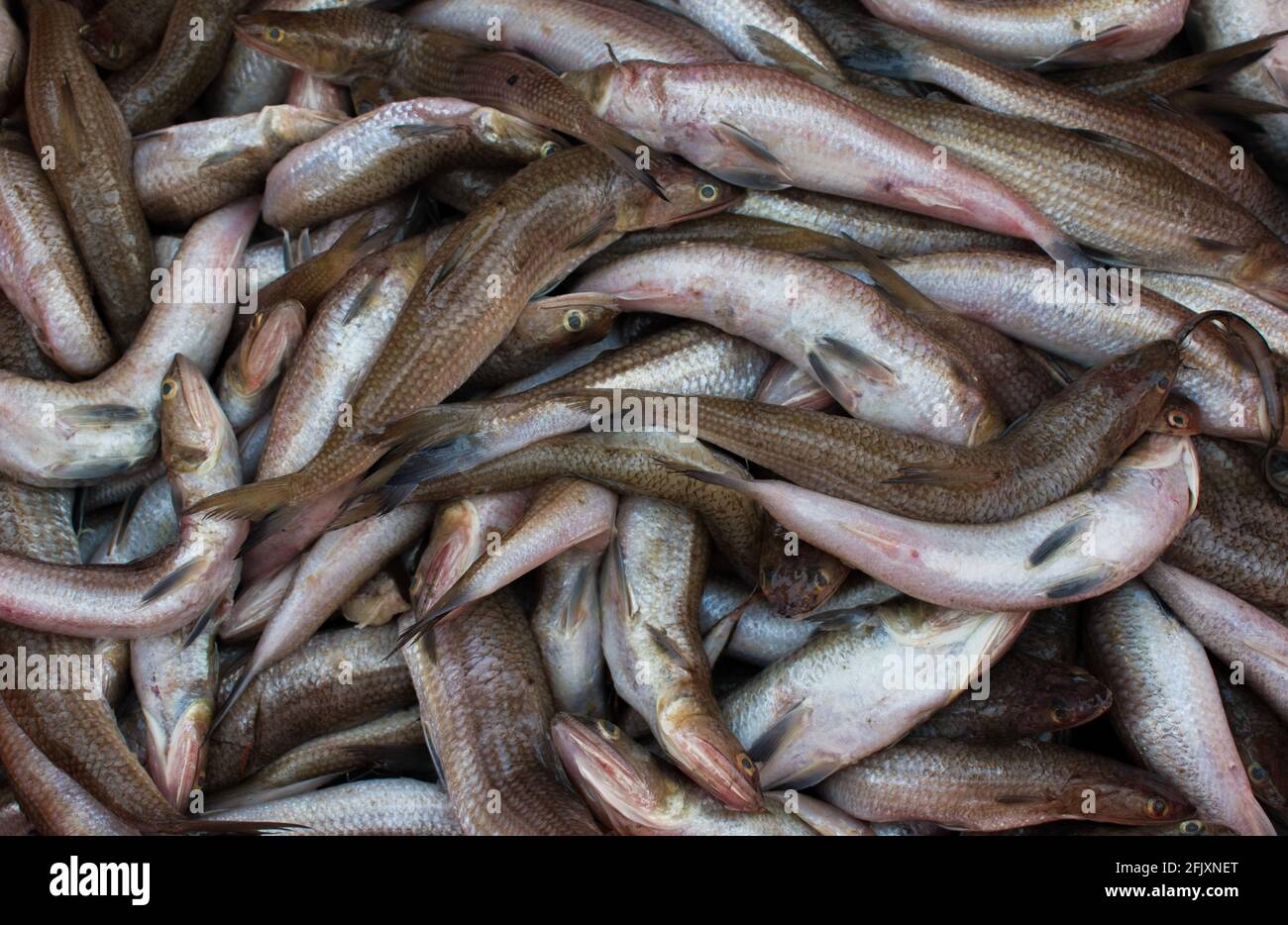 Close up shot of wanieso lizard fish for sale in the fish market Stock ...
