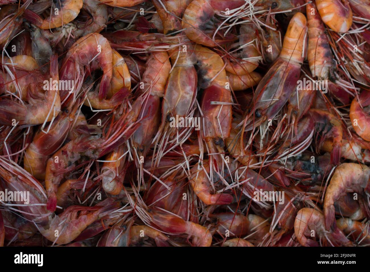 Collection of red prawns background Stock Photo - Alamy