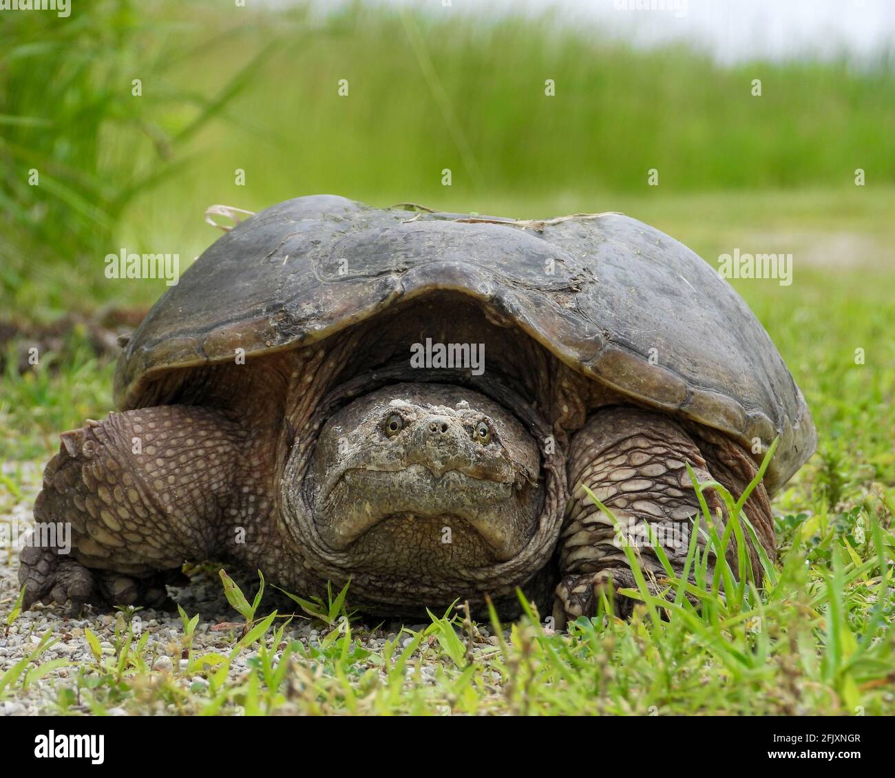 Common Snapping Turtle Walking in The Grass Stock Photo - Alamy