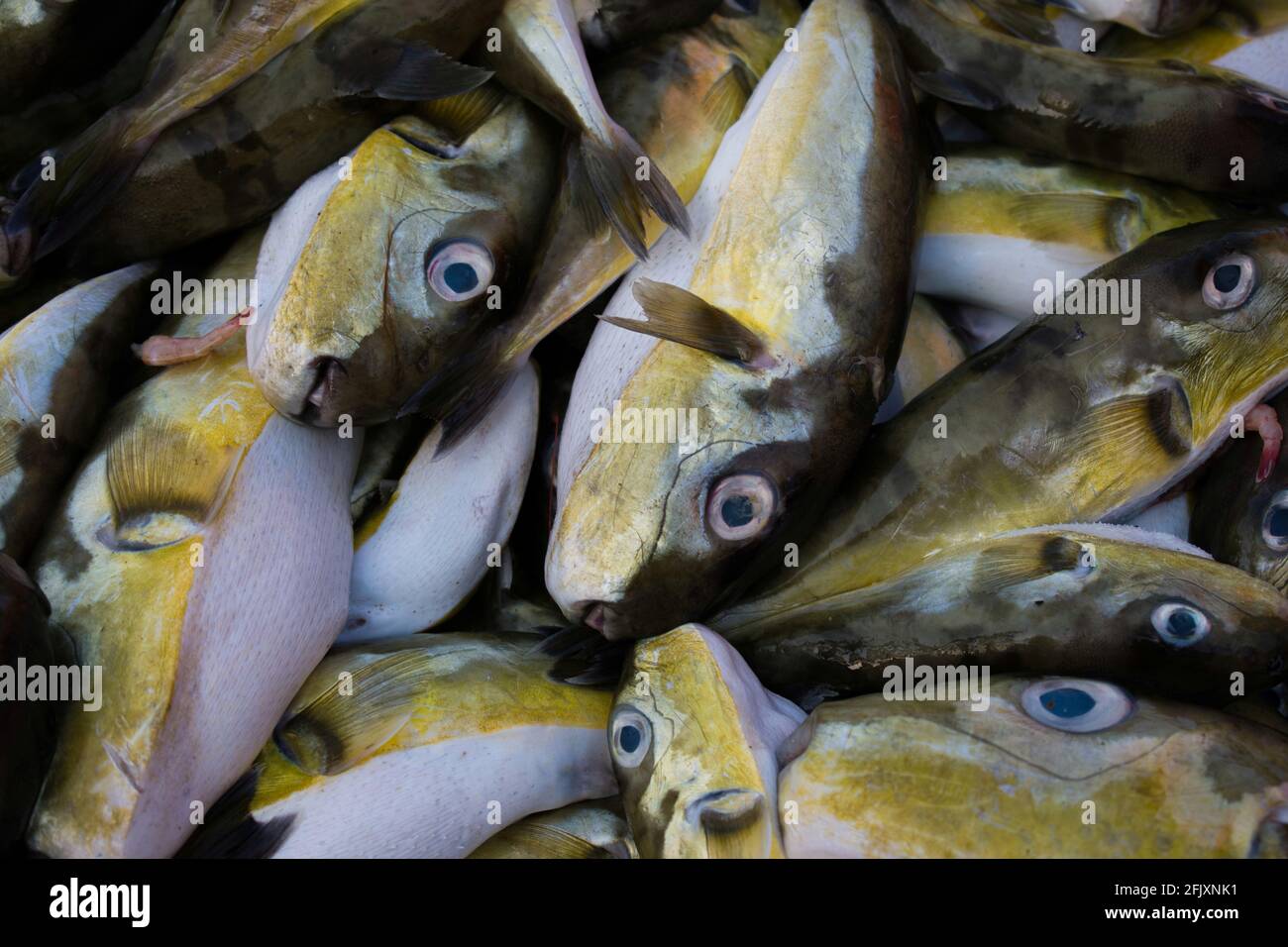 Smoothback Pufferfish (Lagocephalus inermis) for sale in the fish ...