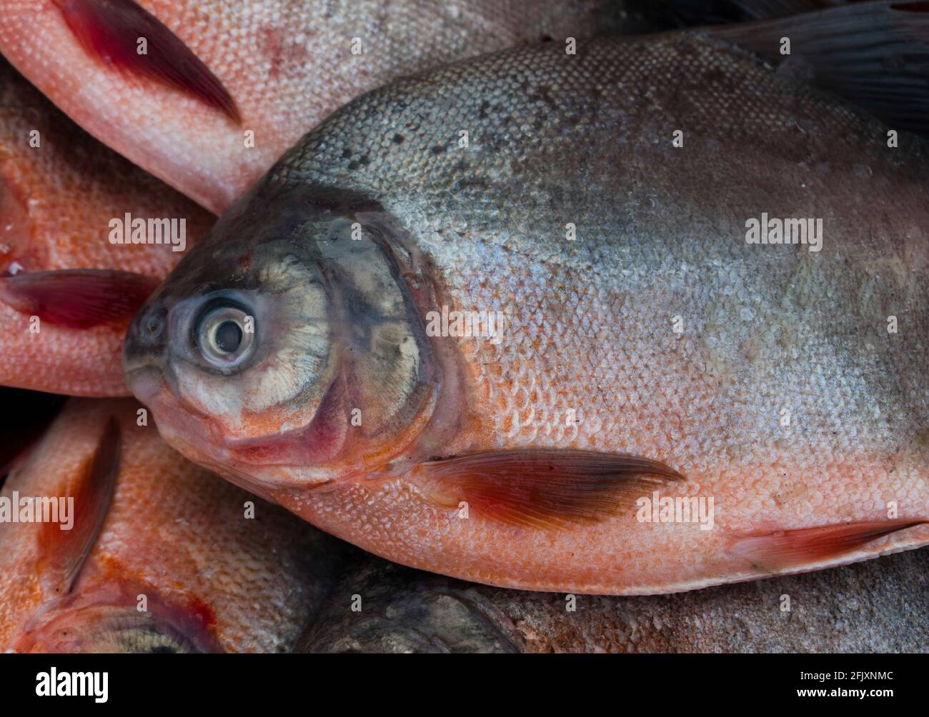 Pacu fish hi-res stock photography and images - Alamy