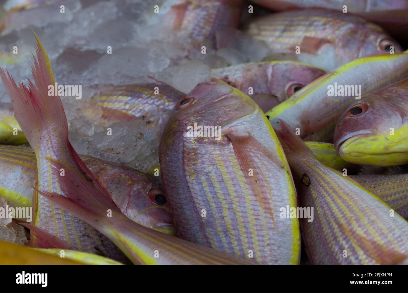 Northern red snapper hi-res stock photography and images - Alamy