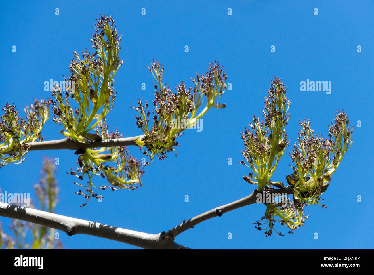 Fraxinus flower hi-res stock photography and images - Alamy