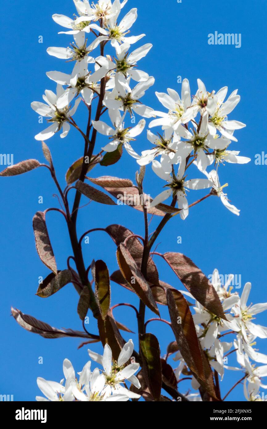 Amelanchier Lamarckii Snowy Mespilus Hi-res Stock, 59% OFF