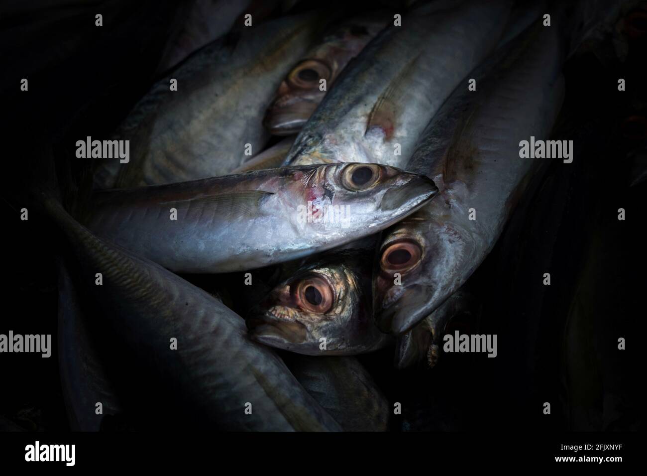 Indian mackerel fish hi-res stock photography and images - Alamy