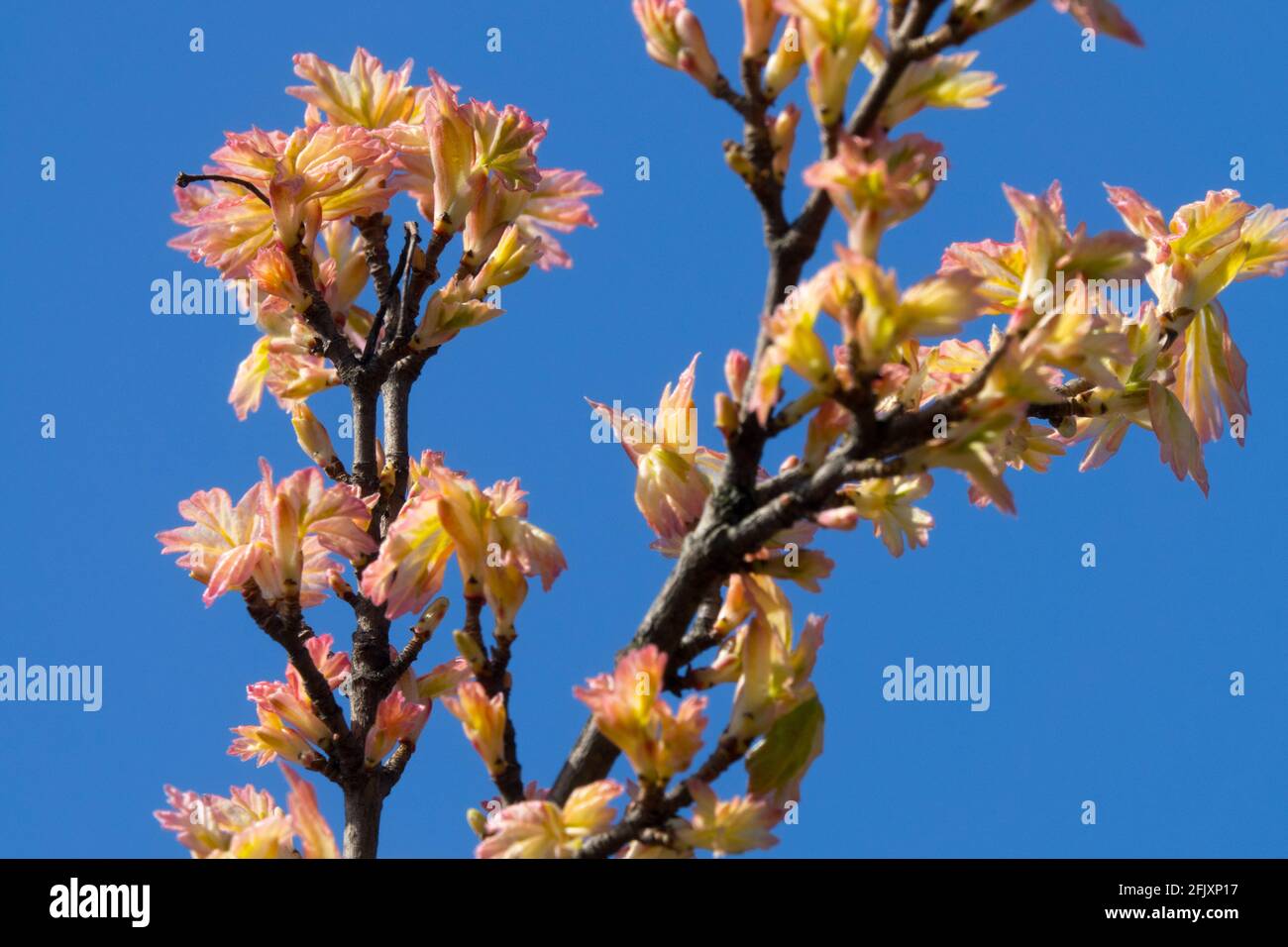 Field Maple Acer campestre cultivar 'Carnival' Stock Photo - Alamy