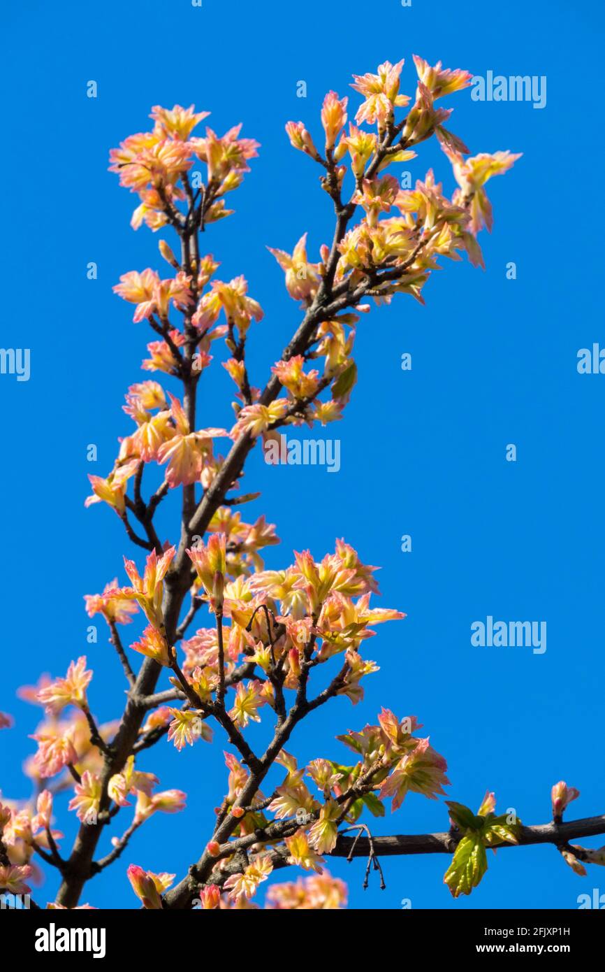 Spring carnival hi-res stock photography and images - Alamy