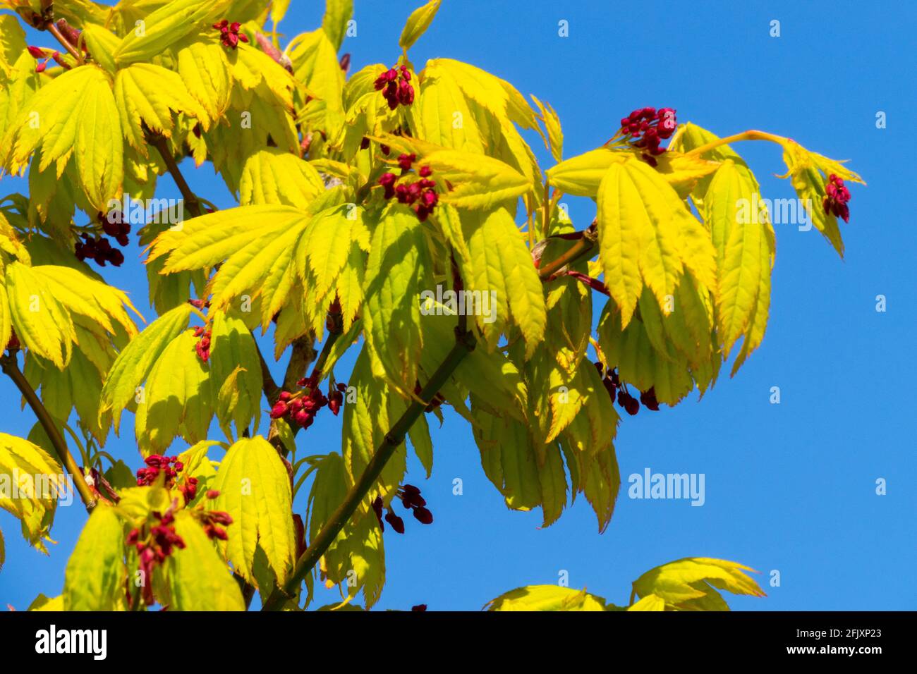 Acer shirasawanum 'Jordan' Japanese maple tree Stock Photo - Alamy