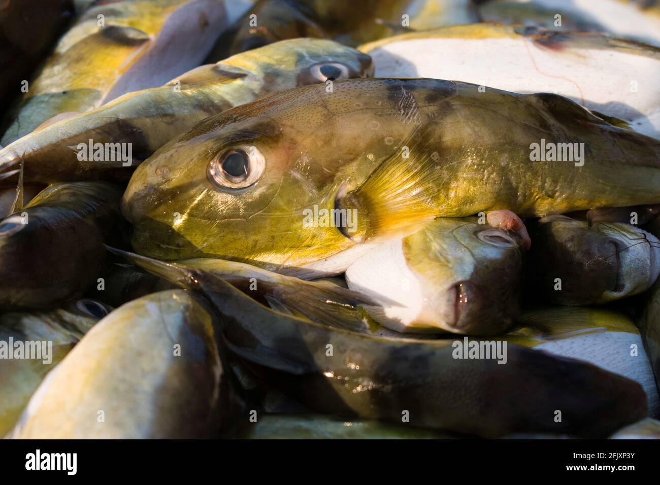 Smoothback Pufferfish (Lagocephalus inermis) for sale in the fish ...