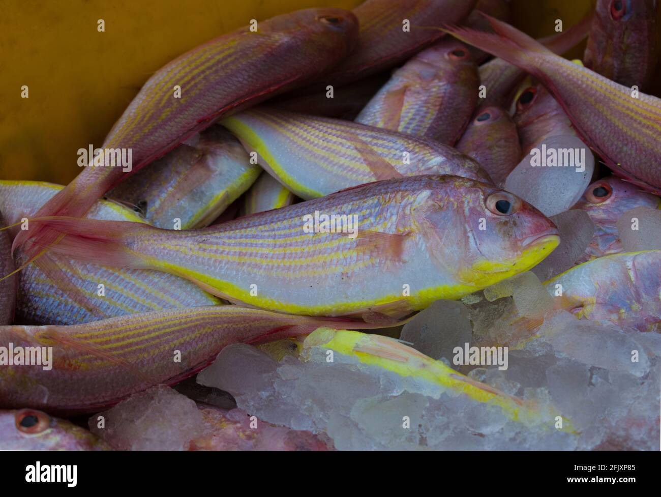 Northern red snapper fish close up shot,kept in ice to maintain ...