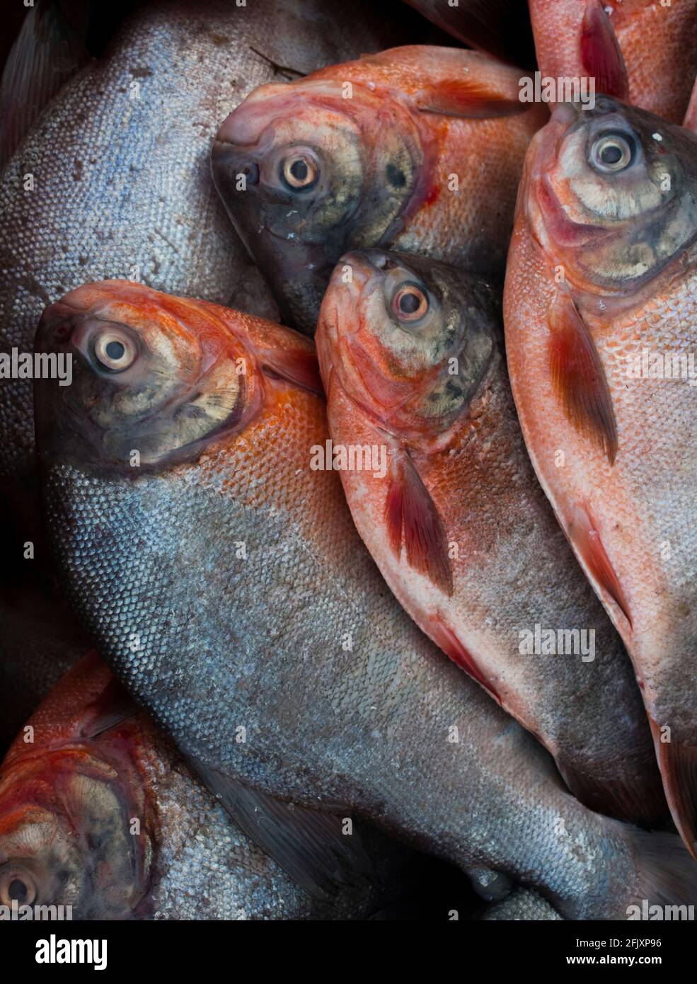 Closeup shot of red-bellied pacu fish Stock Photo - Alamy