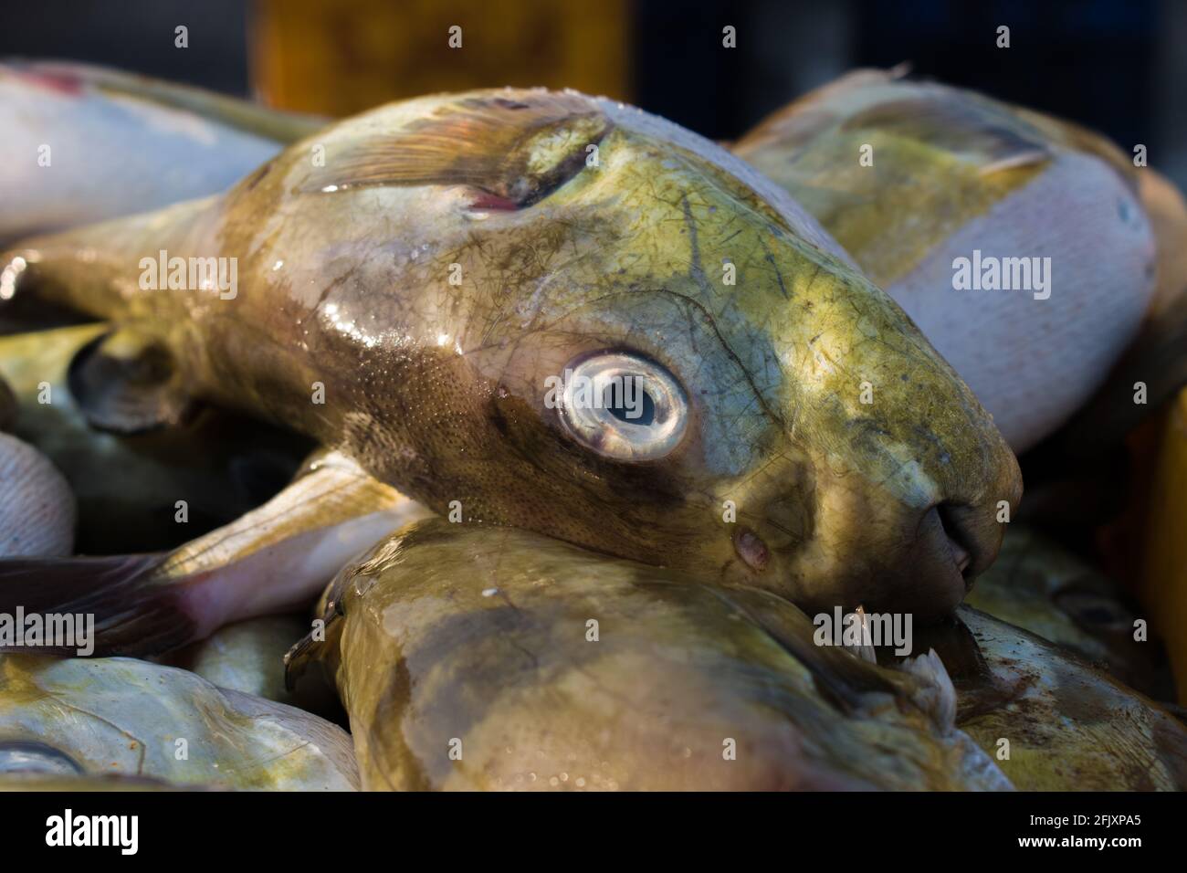 Smoothback pufferfish hi-res stock photography and images - Alamy