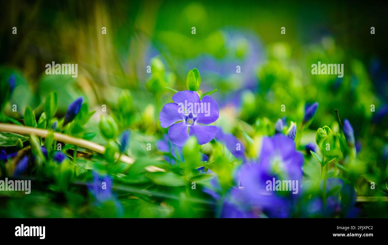 Creeping hi-res stock photography and images - Alamy