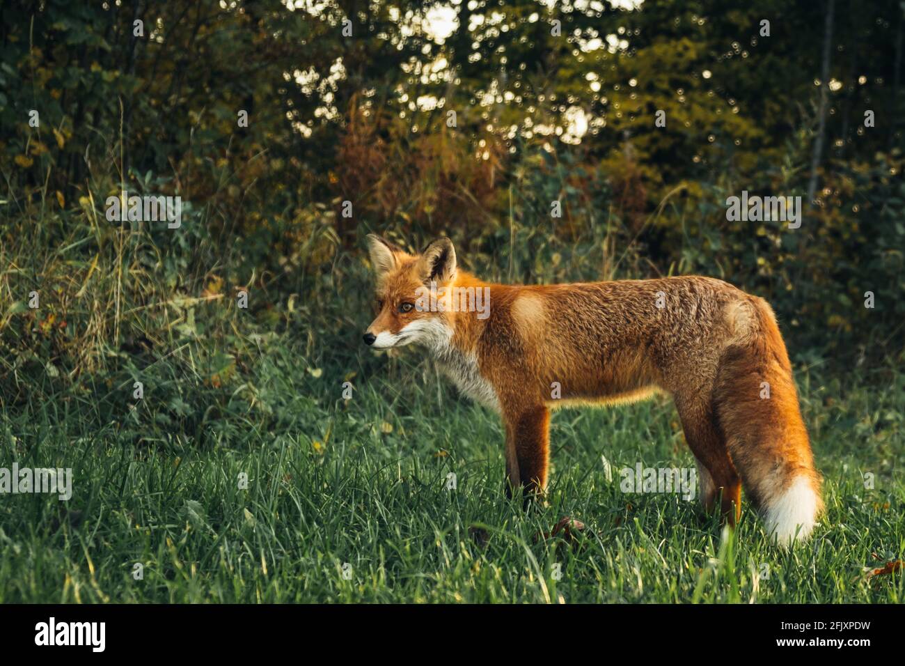 Wild red fox in the forest in the evening. Cute animal in nature ...