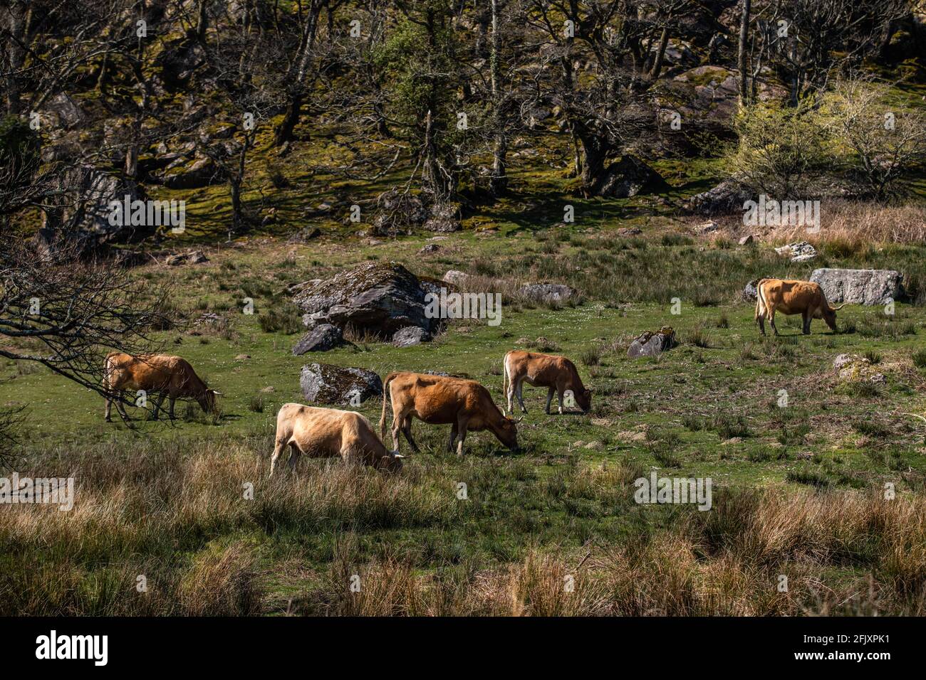 Farm animals grazing on a fresh spring grass Stock Photo - Alamy