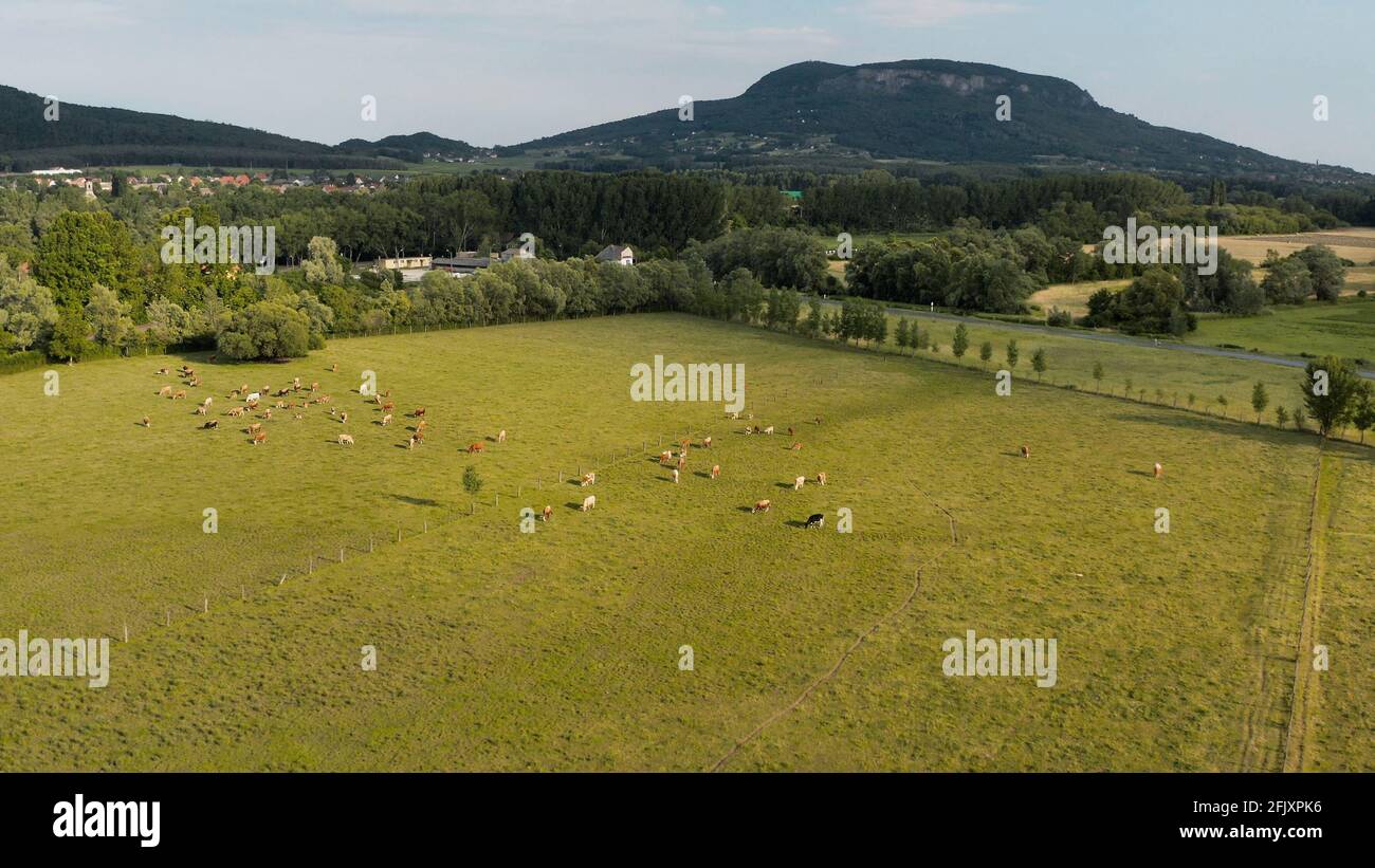 Aerial view cows on fields hi-res stock photography and images - Alamy
