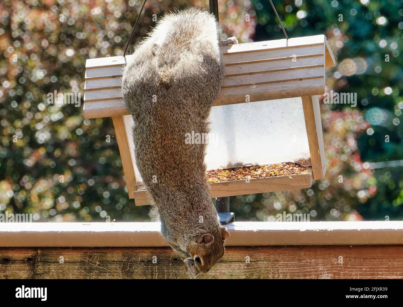A Squirrel climbs onto a wooden bird feeder Stock Photo - Alamy
