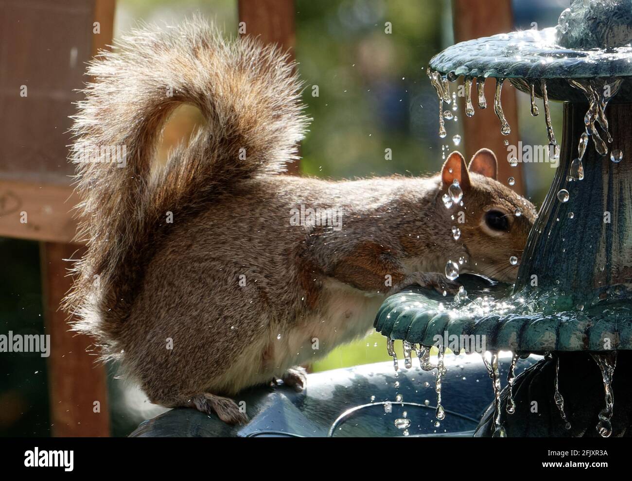 A Squirrel climbs onto a wooden bird feeder Stock Photo - Alamy