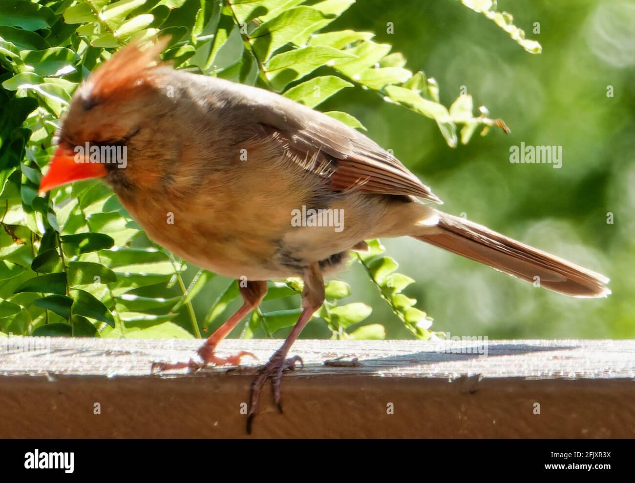 Northern Cardinal on the garden fence Stock Photo - Alamy