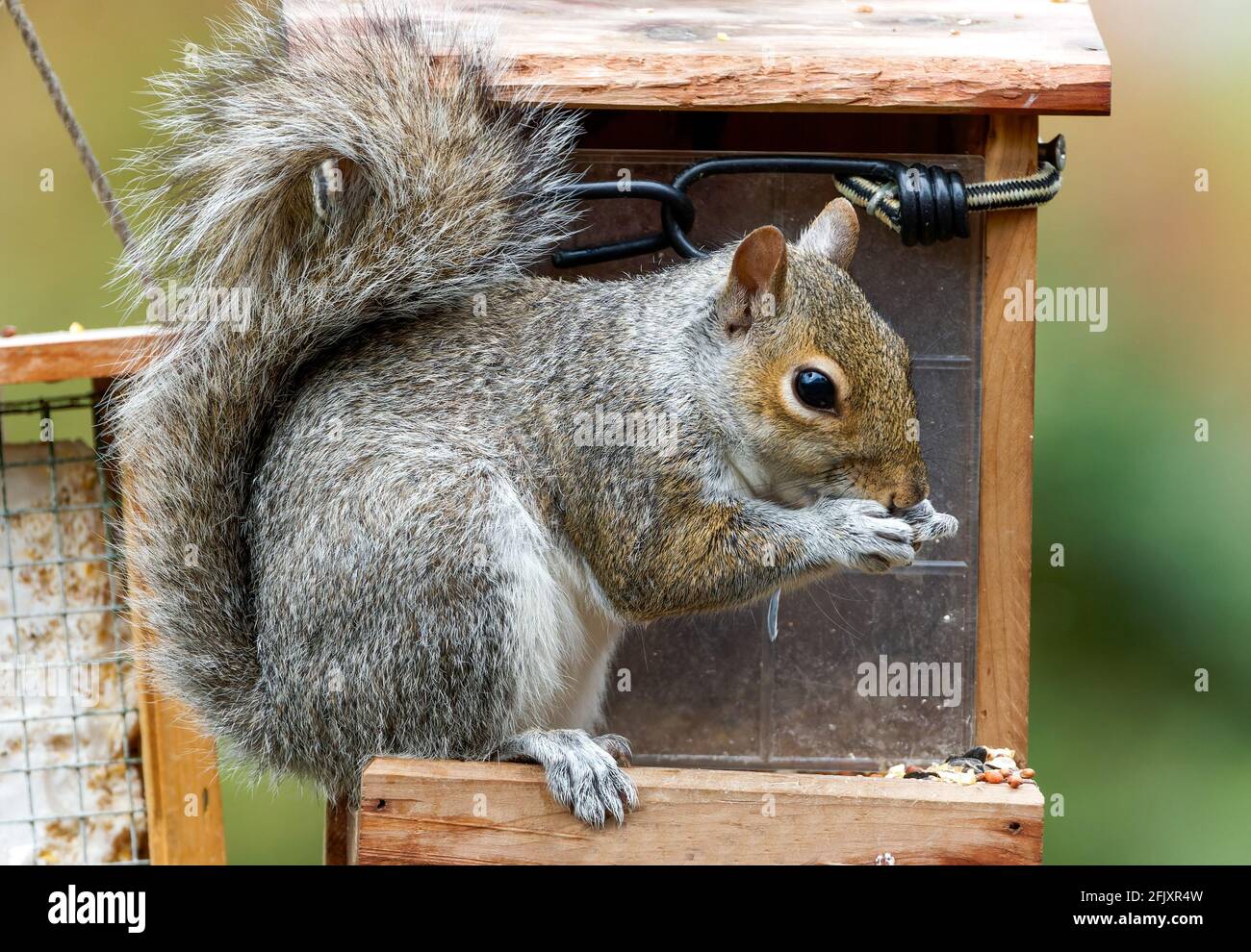 A Squirrel raids the bird feeder Stock Photo - Alamy