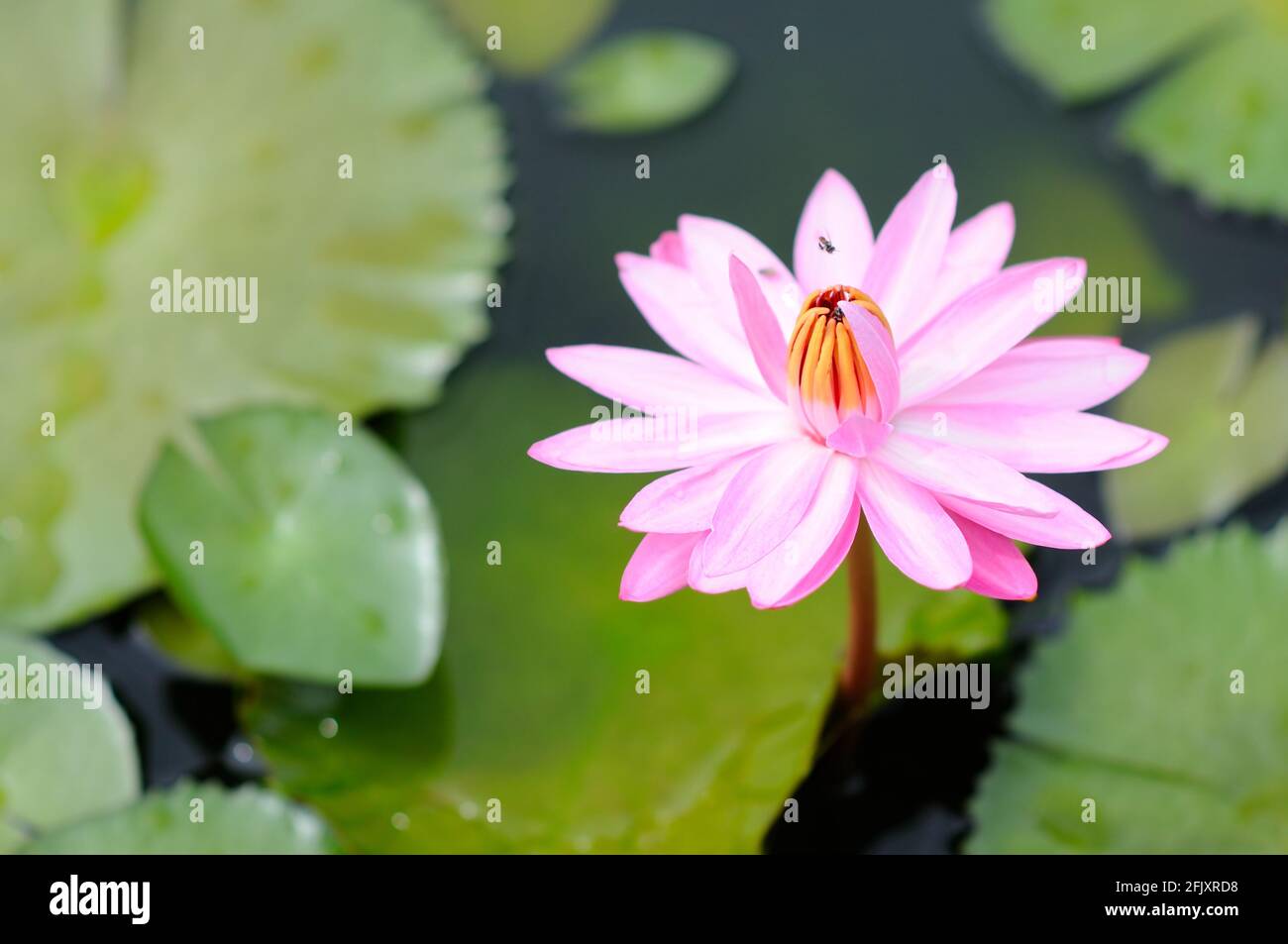 Pink Water Lily Stock Photo - Alamy