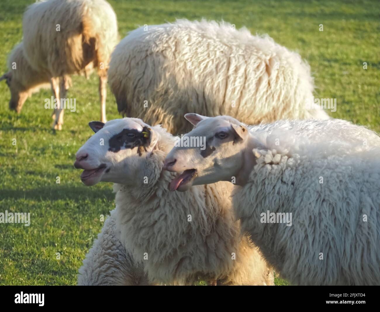 Sheep bleating hi-res stock photography and images - Alamy