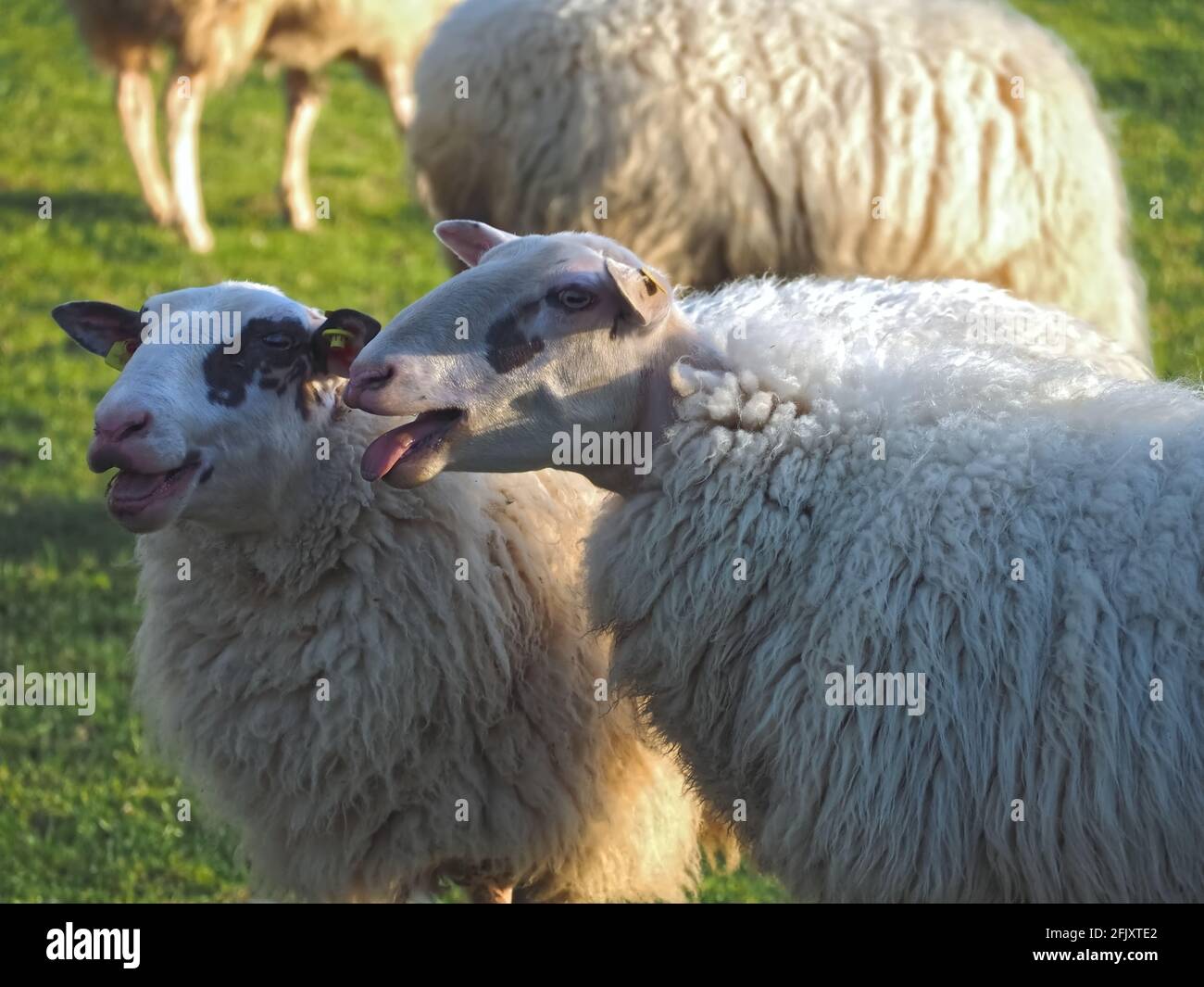 Bleating white sheep on a meadow Stock Photo - Alamy