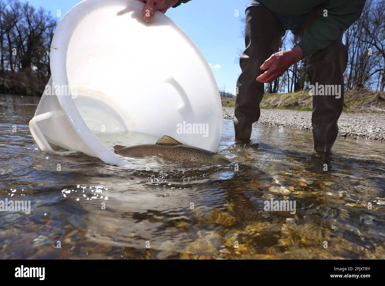 Danube salmon hi-res stock photography and images - Alamy