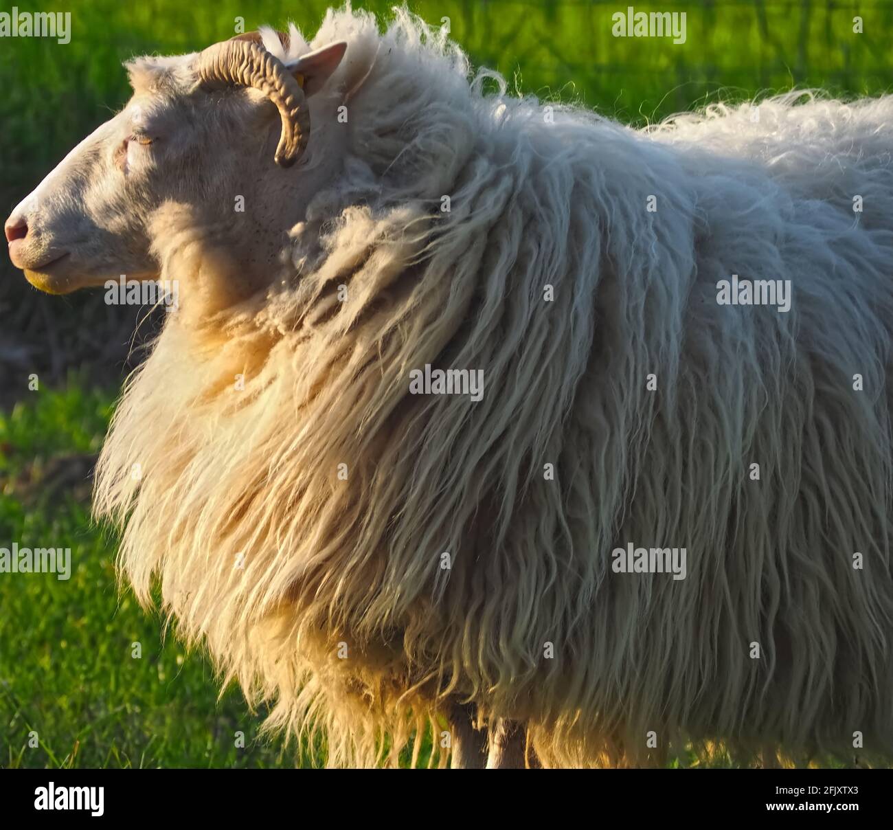 Isolated white aries sheep with horns and long wool Stock Photo - Alamy