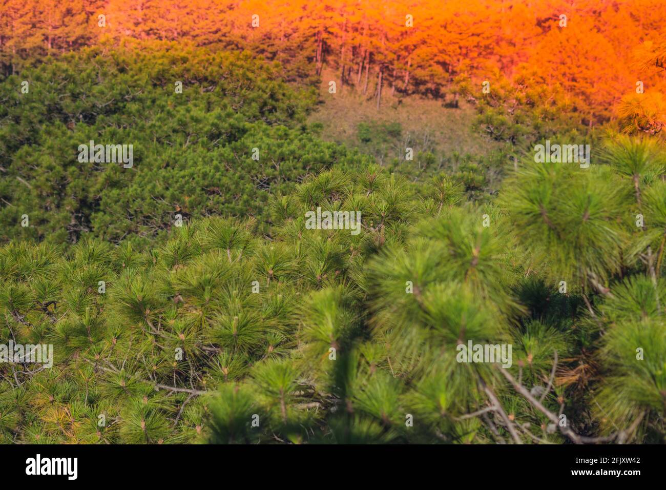 Real nature. Close-up green pine tree prickly branches, clusters of ...